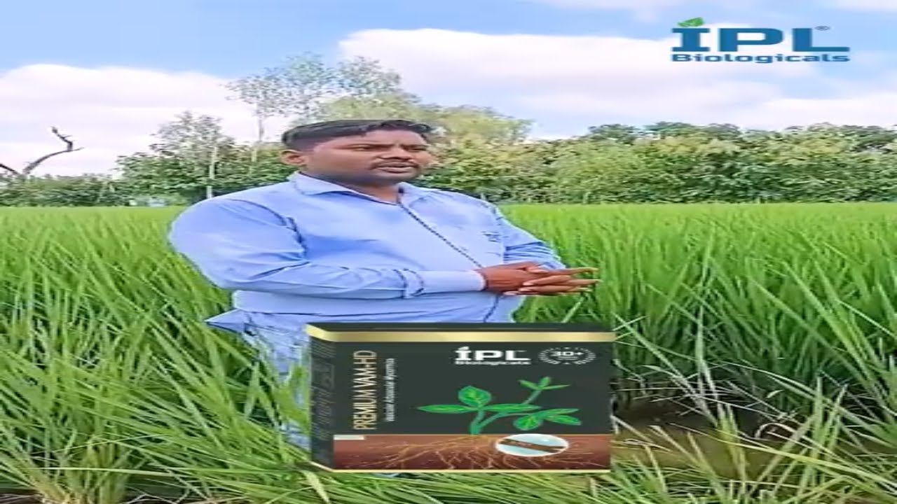 VAM-HD से लें धान 🌾 का भरपूर उत्पादन ! देखें इस वीडियो में !😱 | Paddy ...