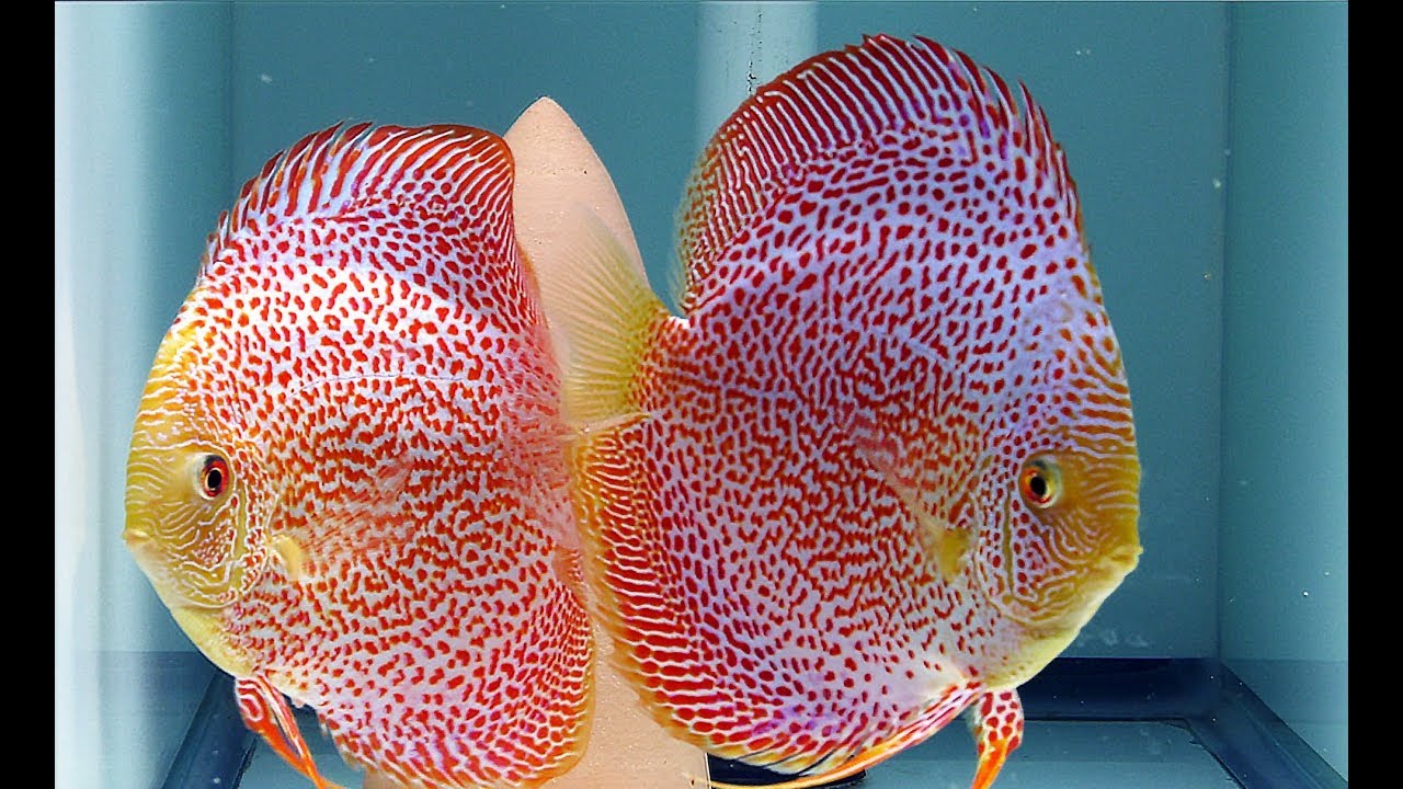 STUNNING PENANG SUPER ERUPTION LEOPARDS. Thanks Discus Chill - YouTube