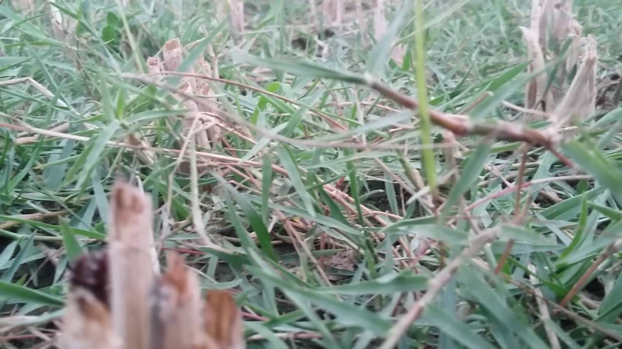 green grash - YouTube