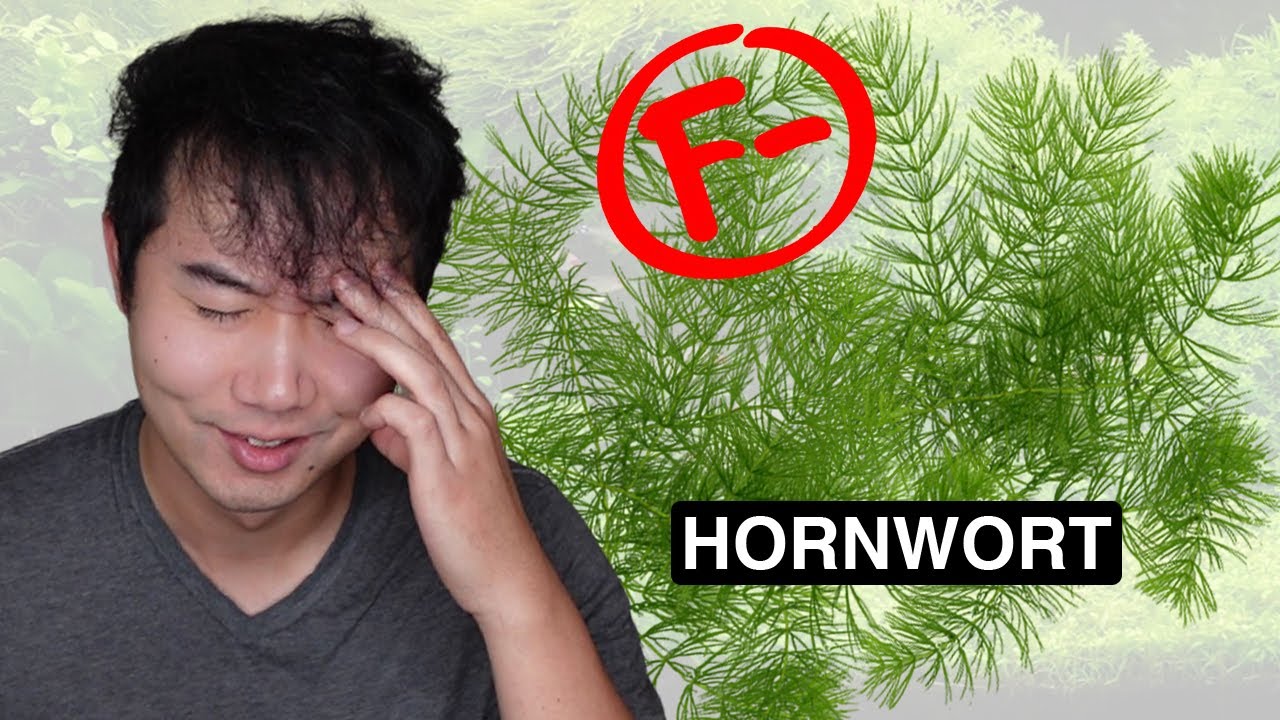 The BEST Floater Plants for your Fish Tank | Floater Plant Tier List ...