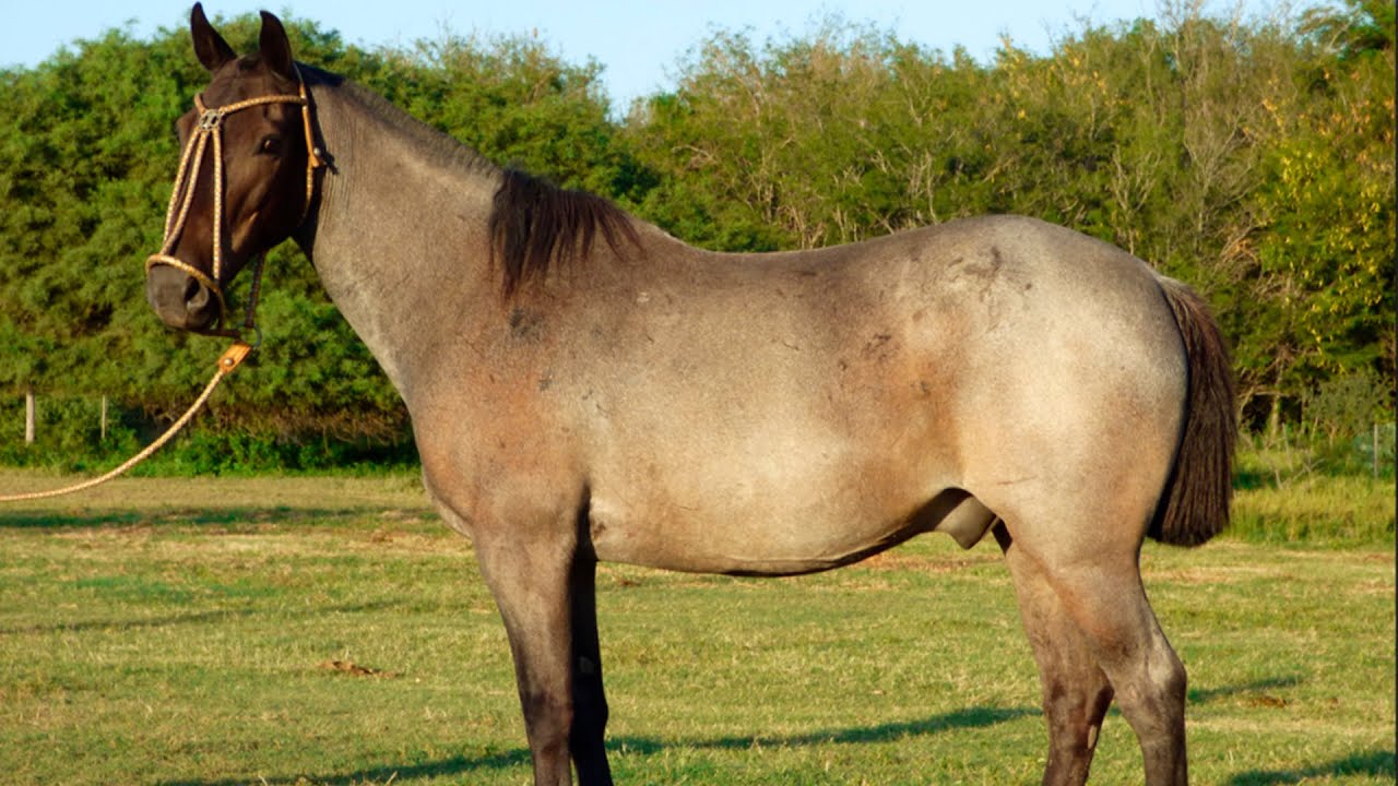 Caballo moro cabeza negra muy manso para distintas edades - $330.000 ...