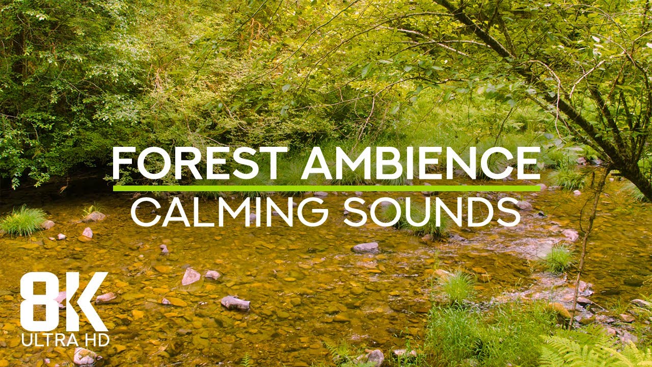 Peaceful Forest Stream in Redwoods 8K - Birds Chirping & Calming ...