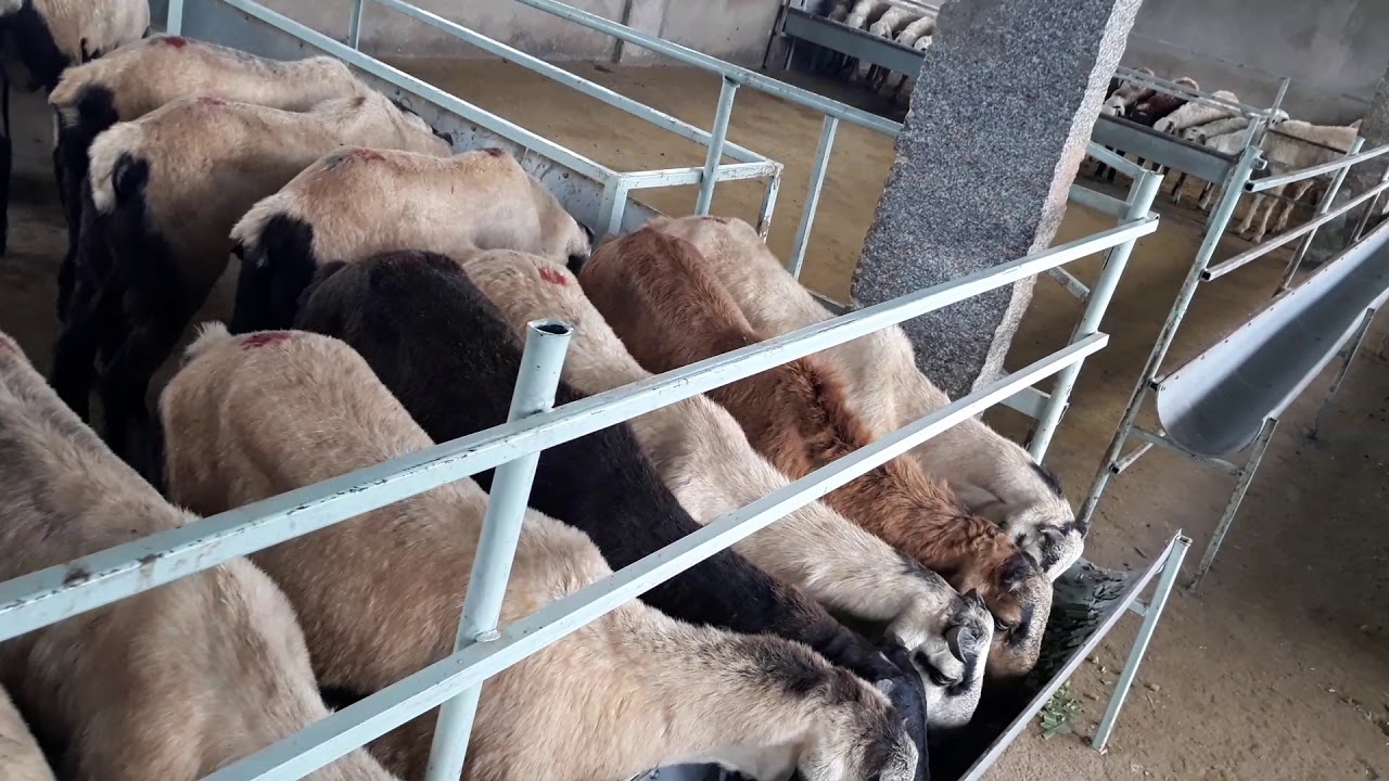 Manjunatha sheep and goat Farm Nellur judupi and yalaga sheep ph ...