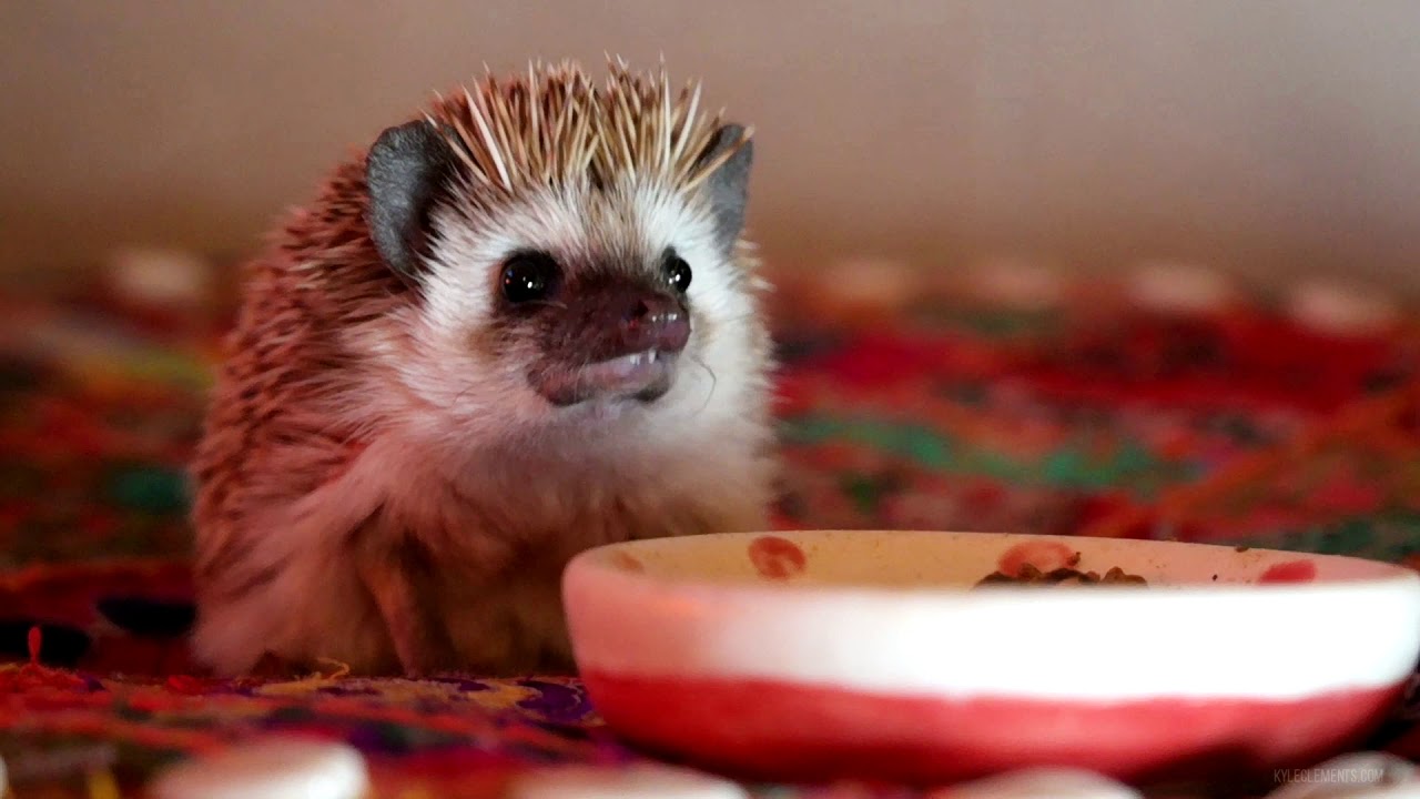 Trying to Help My Hedgehog Find it's Treat. - YouTube
