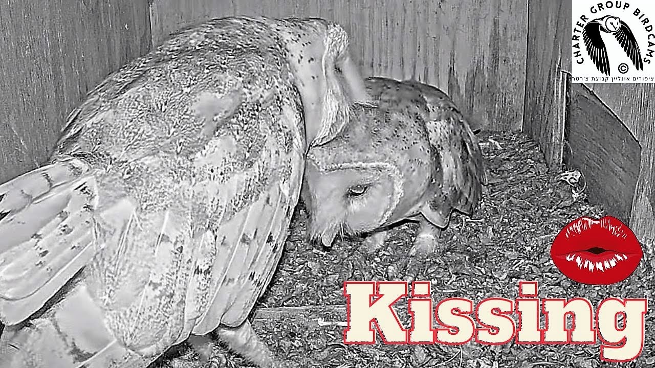 Owl Love: Cute Barn Owls Kiss During Courtship - YouTube