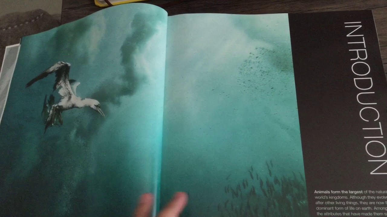 DK Animal The Definitive Visual Guide - YouTube