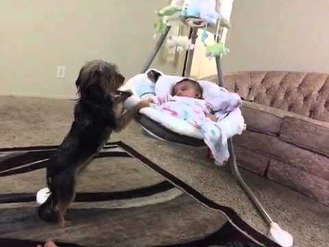 Amoroso perro suavemente mece cuna de bebé - YouTube