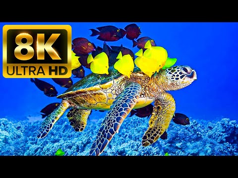 Okyanus - 8K (60 fps) Ultra HD - Doğa Sesleri (Renkli Dinamik)