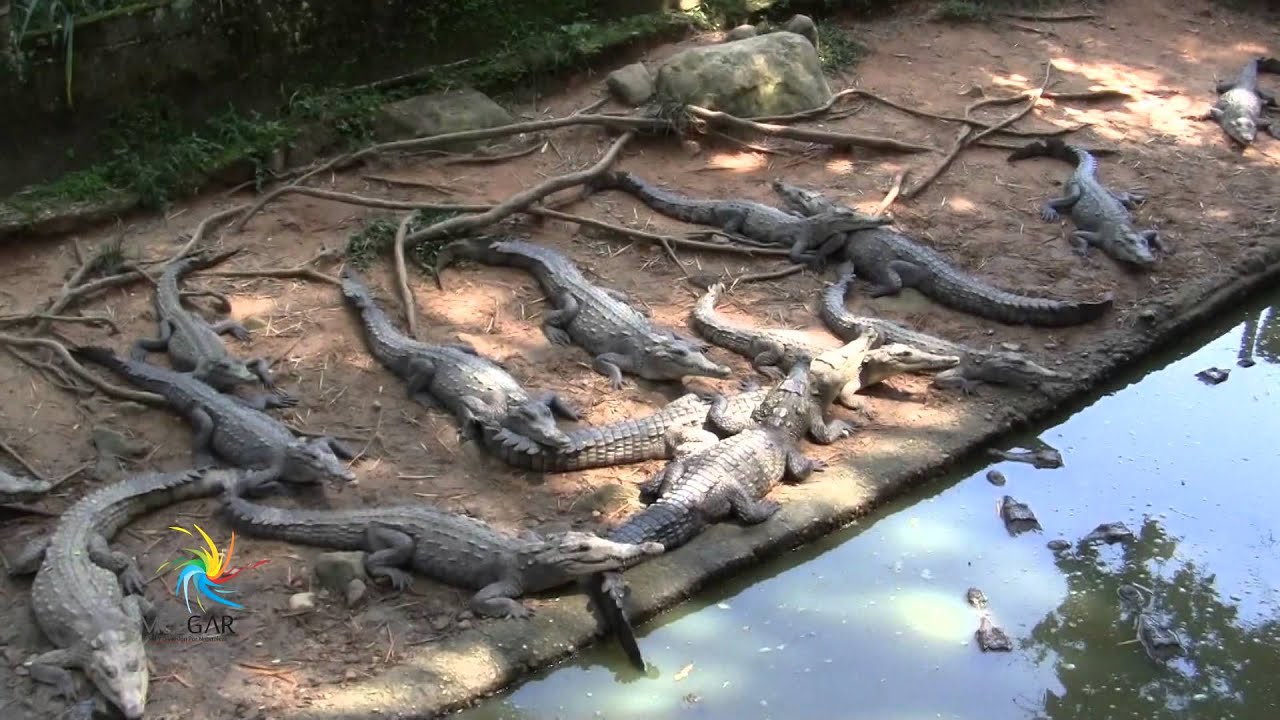 Melgar - Tolima Video de Promoción Turística 2013.wmv - YouTube
