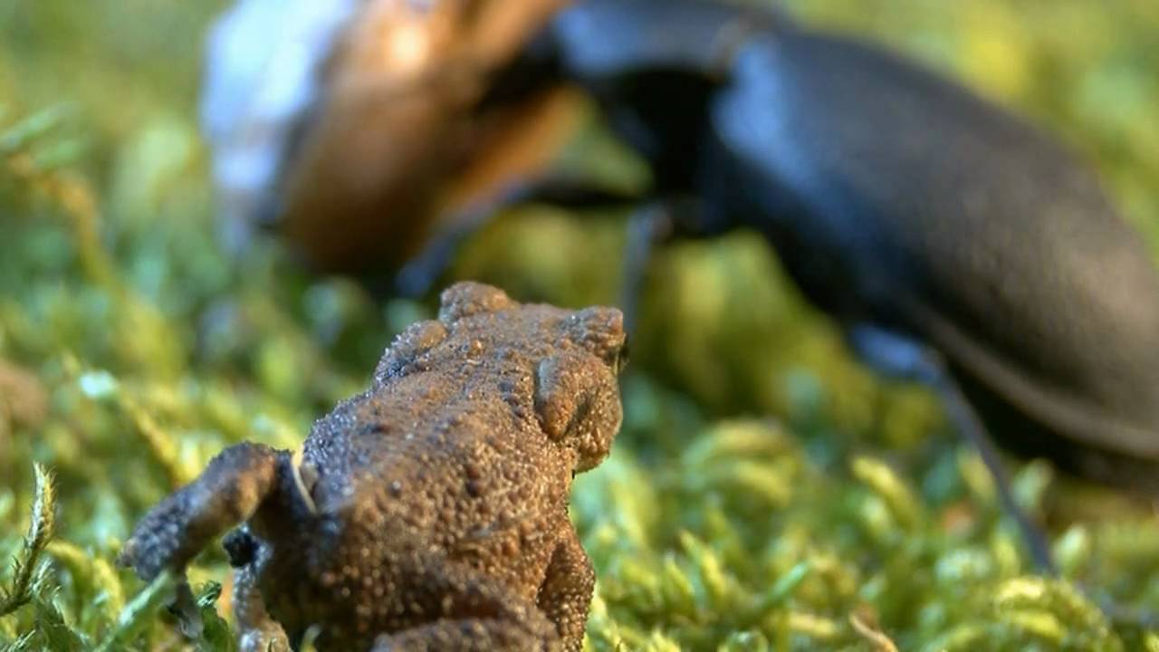 The crazy toad - YouTube