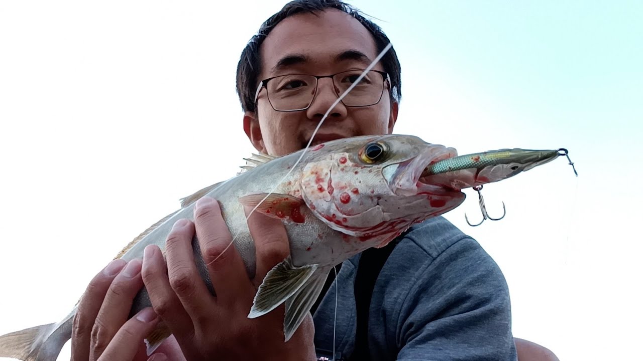 Pêche à la Sériole / Limon : Enfin une Belle Prise ! 🎣 Et Plein d ...