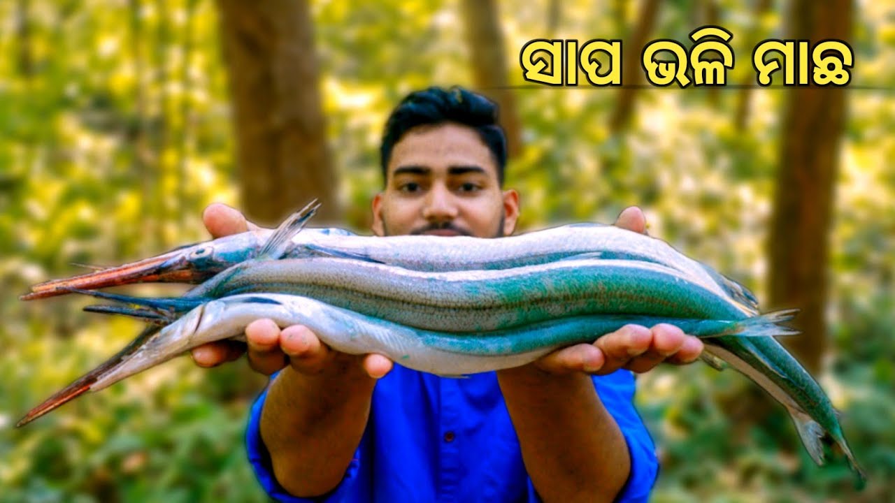 SNAKE FISH | ଗଣିଆ ମାଛ | ସାପ ମାଛ ତରକାରି | GANIA FISH | Chilika Fish ...