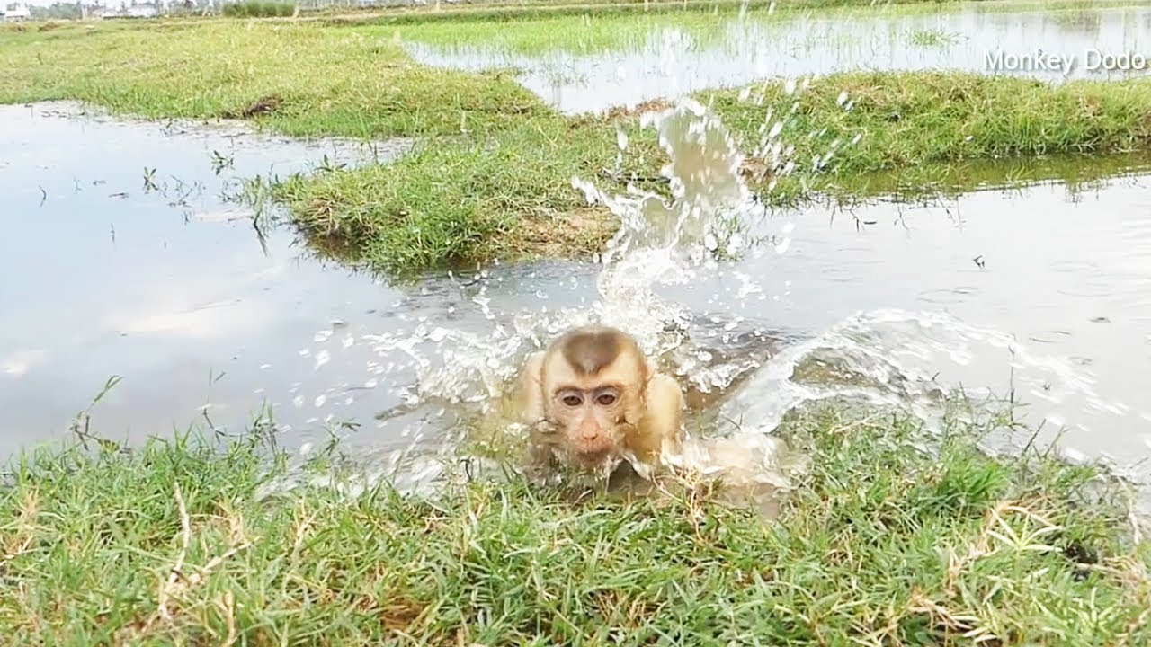 Wow!! Super Strong!! Dodo Jumping Fall But He Doesn't Scare Water - YouTube