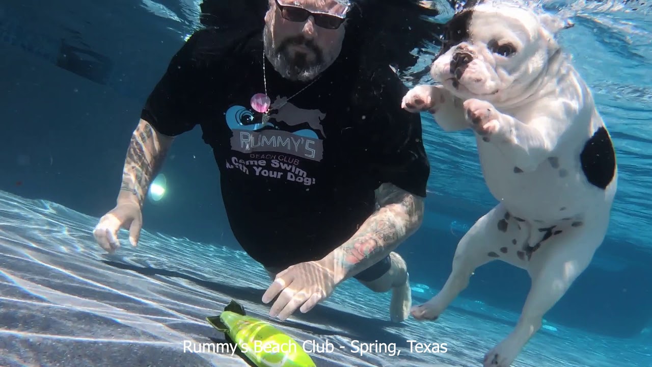 The Friggin Fabulous Frenchies!!! Trixie and Tuck dive underwater with ...