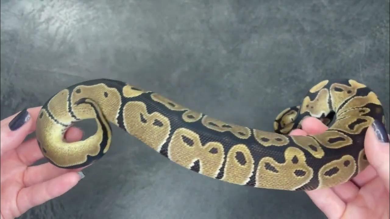 66% het VPI Axanthic / Hypo 50% het Tri-Stripe Ball Python - 2022.13-4 ...