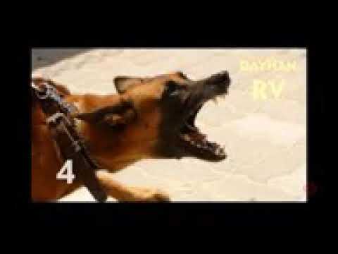 Dog ringtone new 2020 - YouTube