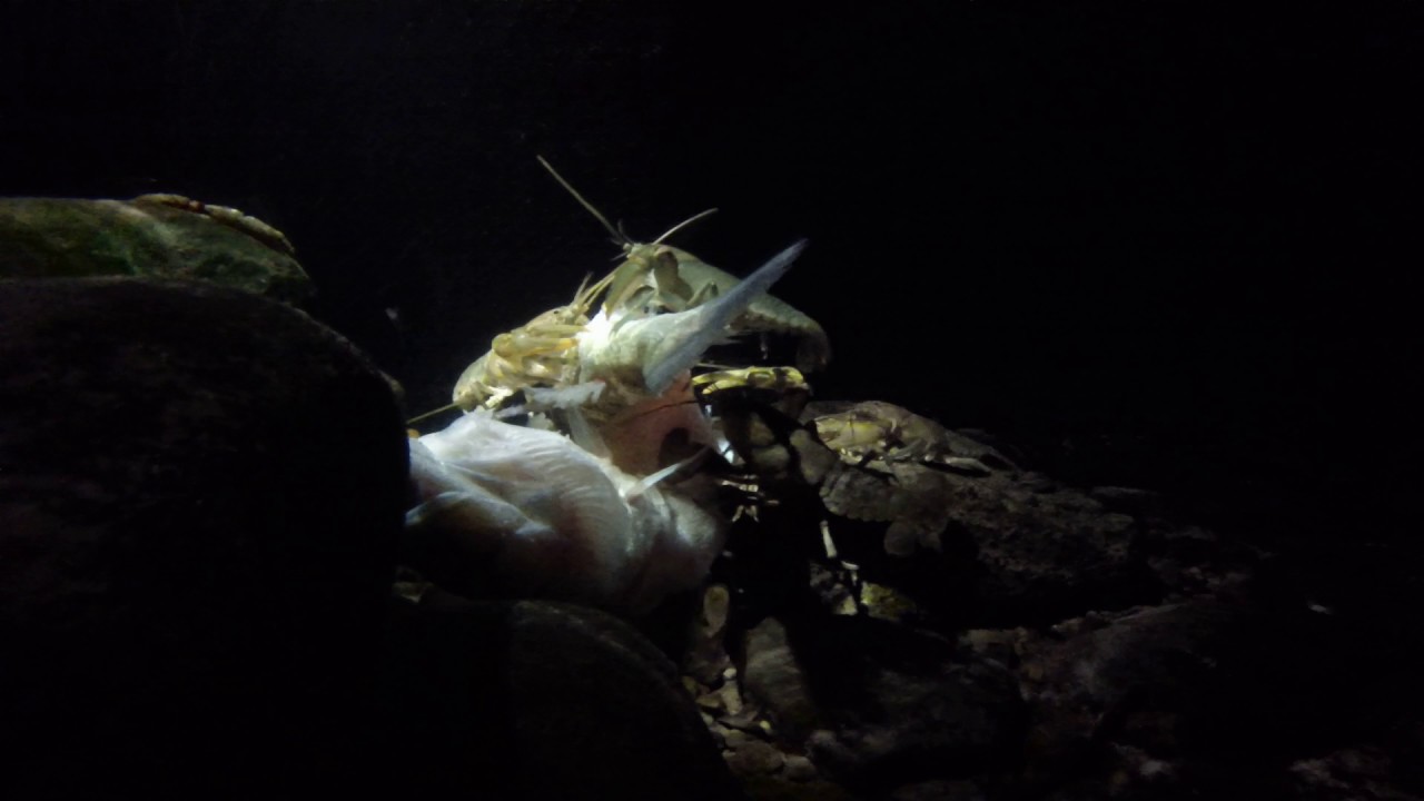 Fishing Creek, Pa Crayfish frenzy - YouTube