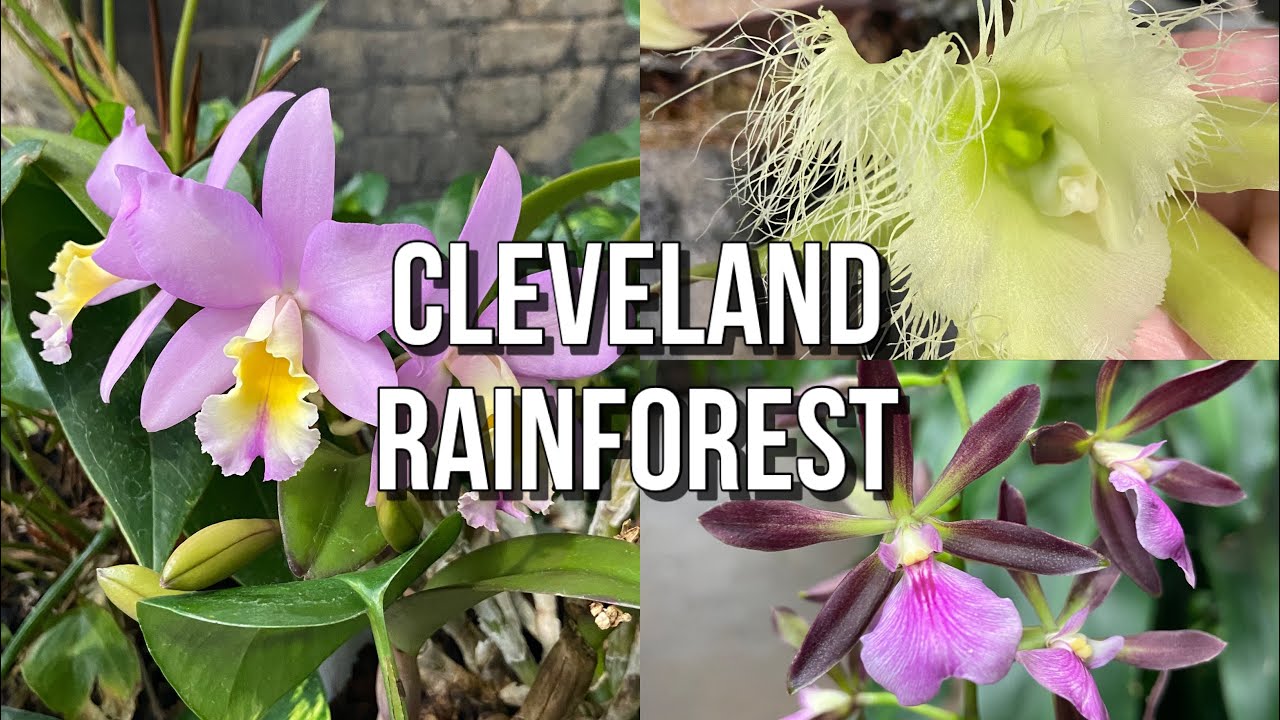 Orchids & Tropicals @ The Cleveland Rainforest - YouTube