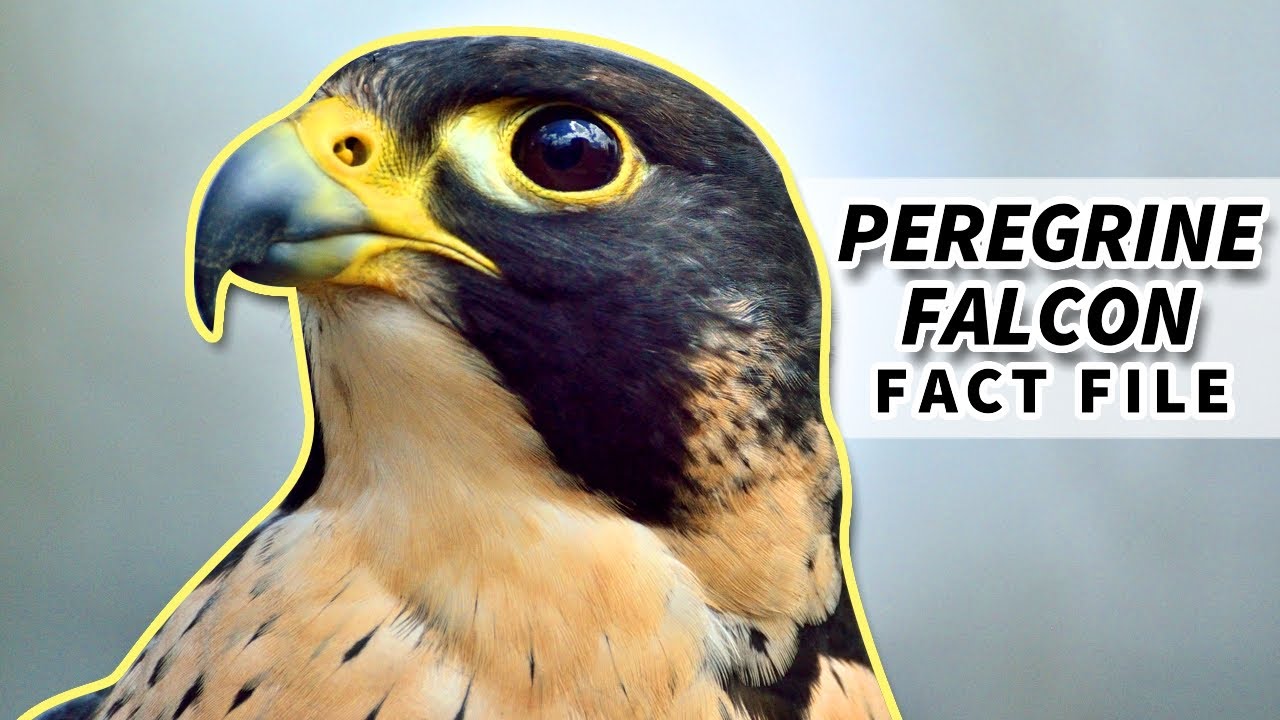 Peregrine Falcon Facts: the FASTEST bird | Animal Fact Files - YouTube