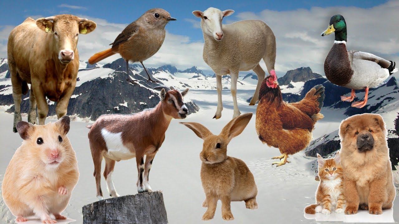 CUTE ANIMAL VOICES HEAR IN THE VILLAGE! Chicken! Duck! Cow! Animal ...