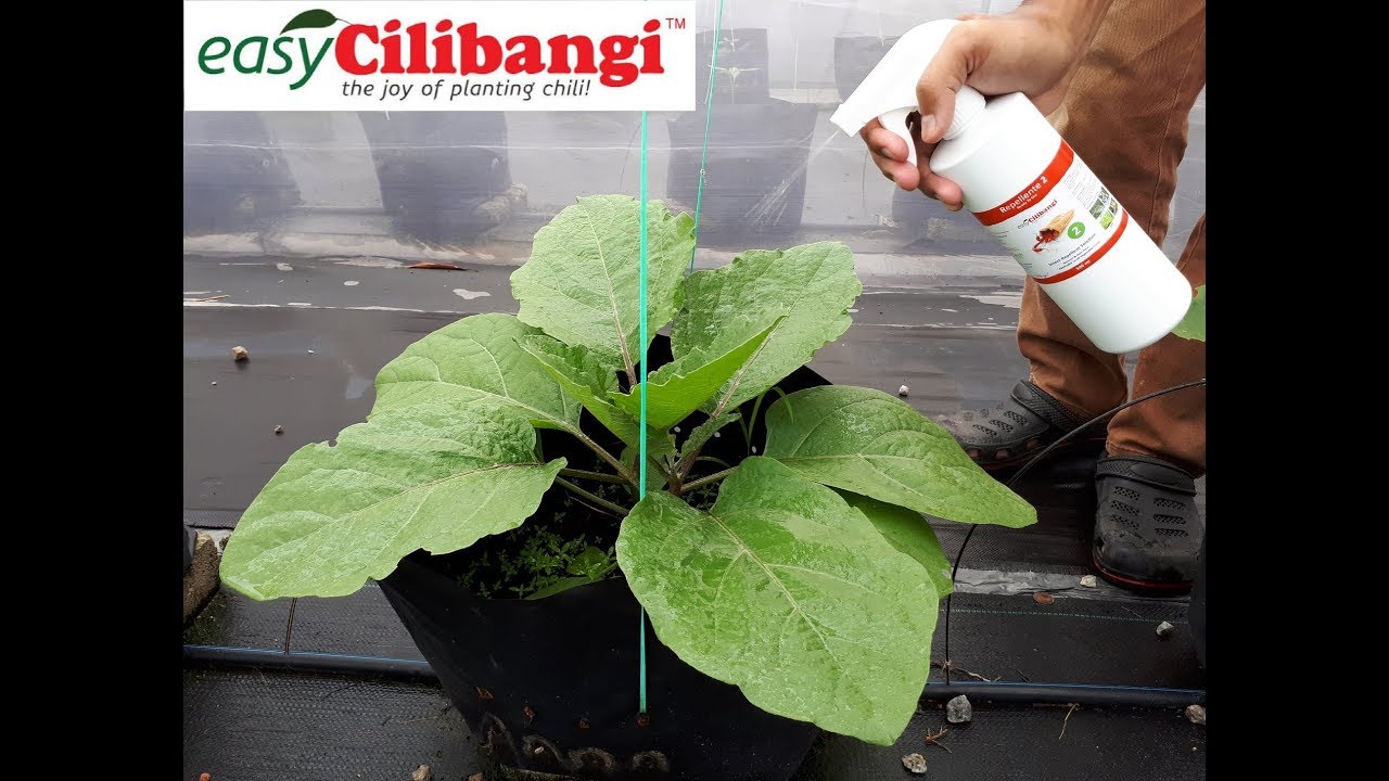 Cara cara Membancuh Pati Repellente 1 dan 2 - YouTube