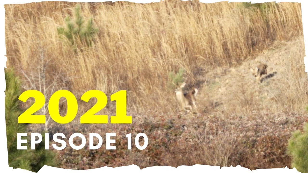 Hunting in Alabama - RUT IS ON - Coyotes chasing deer - YouTube