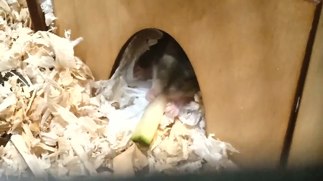 mice fighting - YouTube