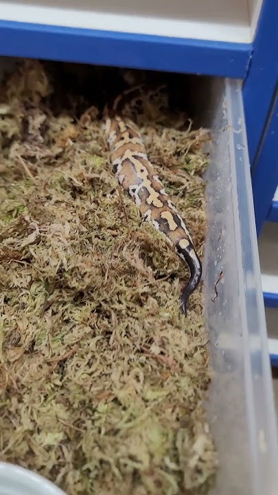 Blood pythons are hatching! - YouTube