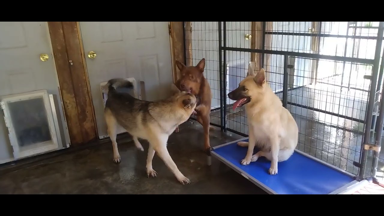 GaDaH - JAKE, SEBASTIAN, MACK & MILLIE - playing GREAT for the 1st time ...