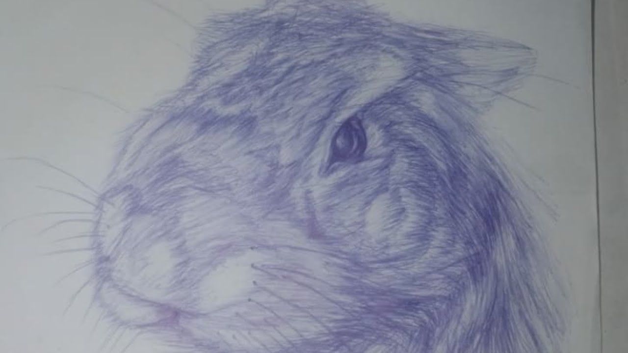 Using ballpoint pen to draw a rabbit .(animal appreciation) - YouTube