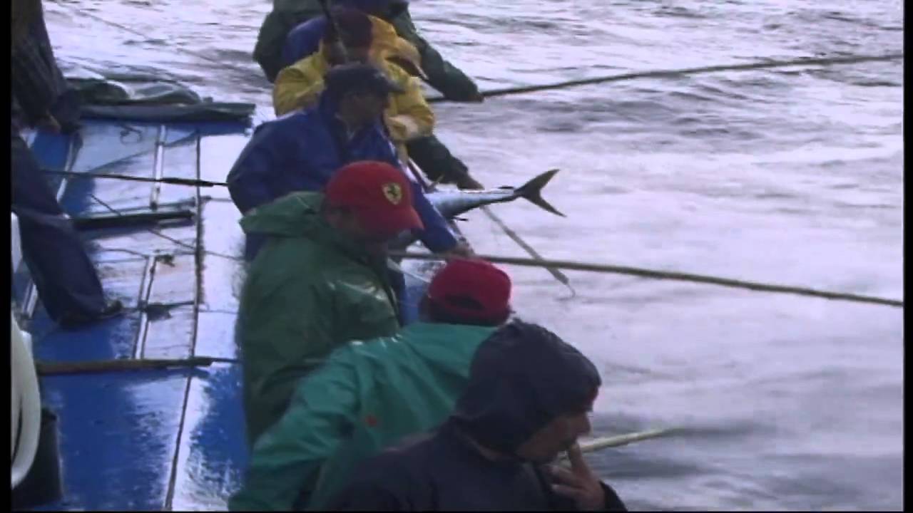 A pesca do atum - Madeira (Portugal) - YouTube