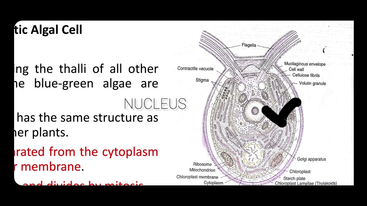 Lec 6....Ultrastructure of a Typical Algal cell.. Important short notes ...