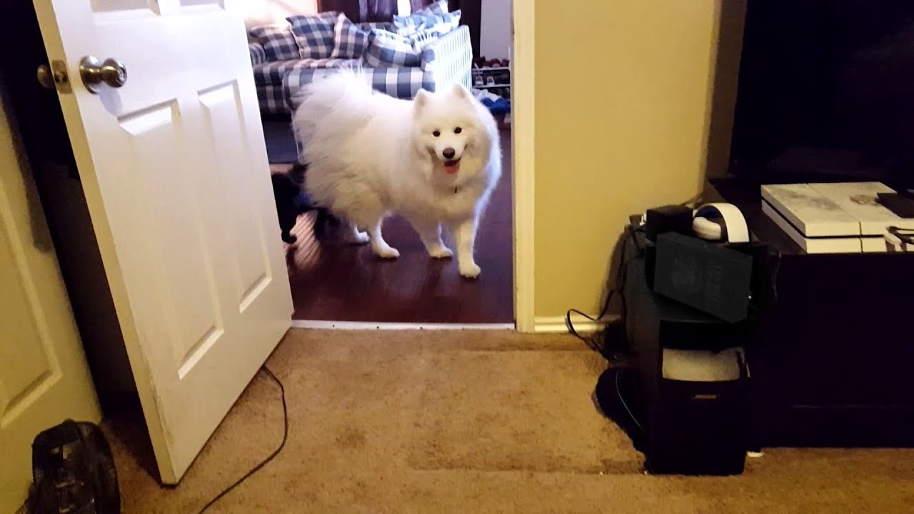 "Tundra" the Samoyed [aka Giant Furball] - YouTube