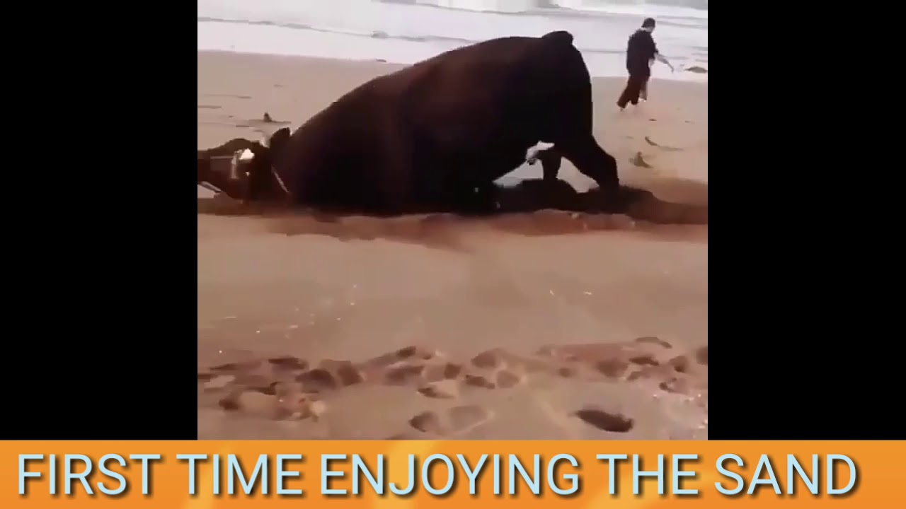 A Bull's first time enjoying the sand - YouTube