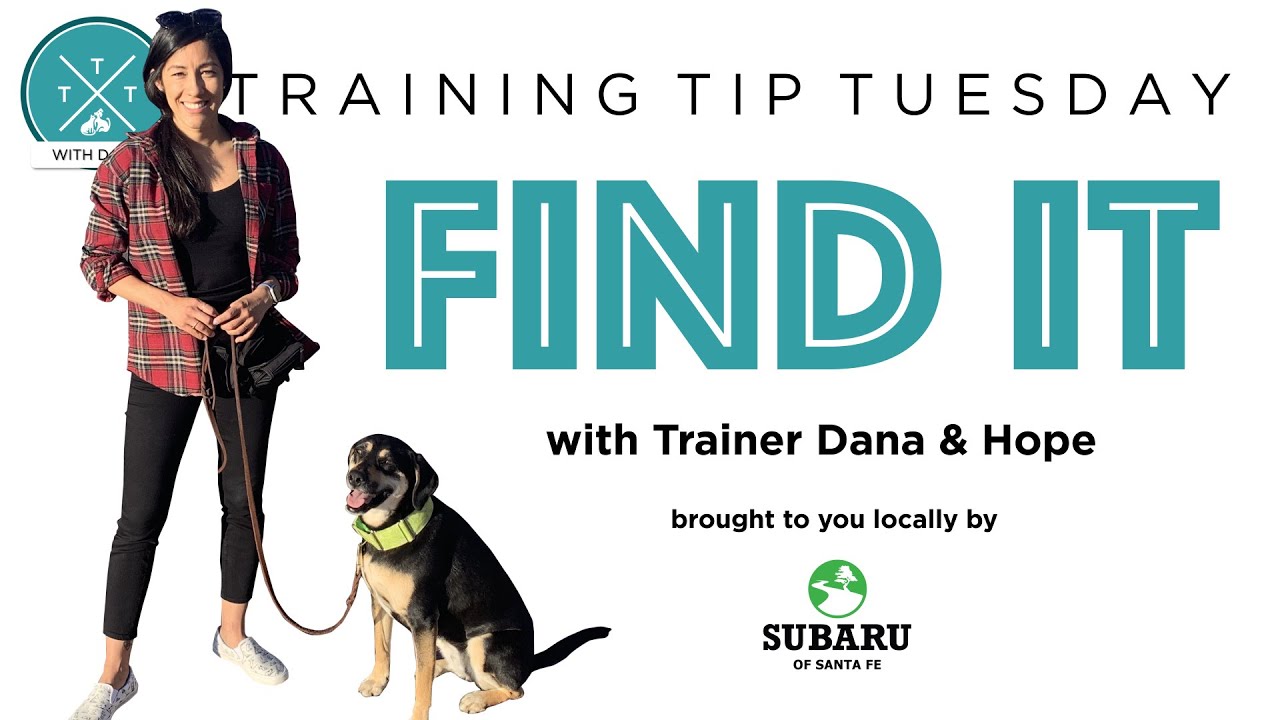 Training Tip Tuesday - Find it! - YouTube