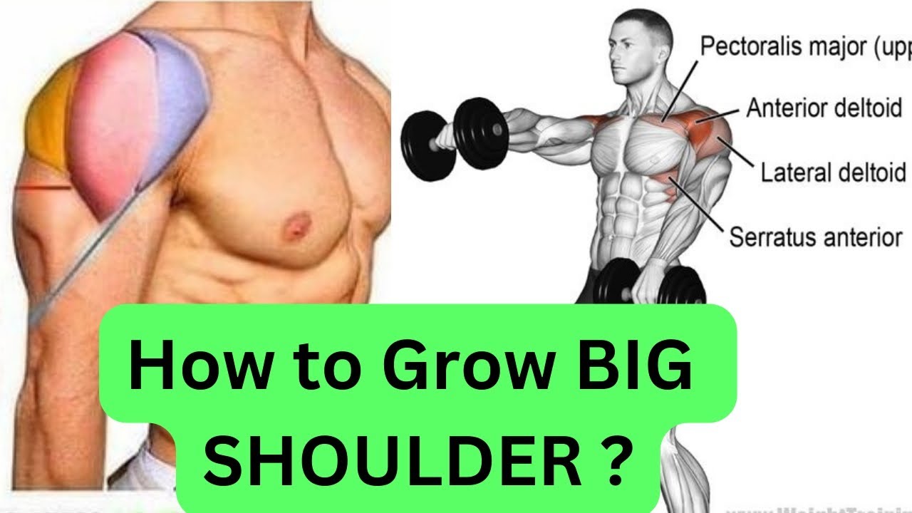 How to grow BIG SHOULDER | 5 Exercises need to gain shoulder size ...