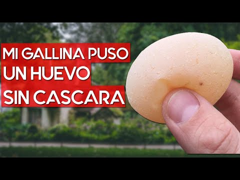 Mi gallina puso un huevo sin cascara 🐔 ¿Cómo solucionarlo?