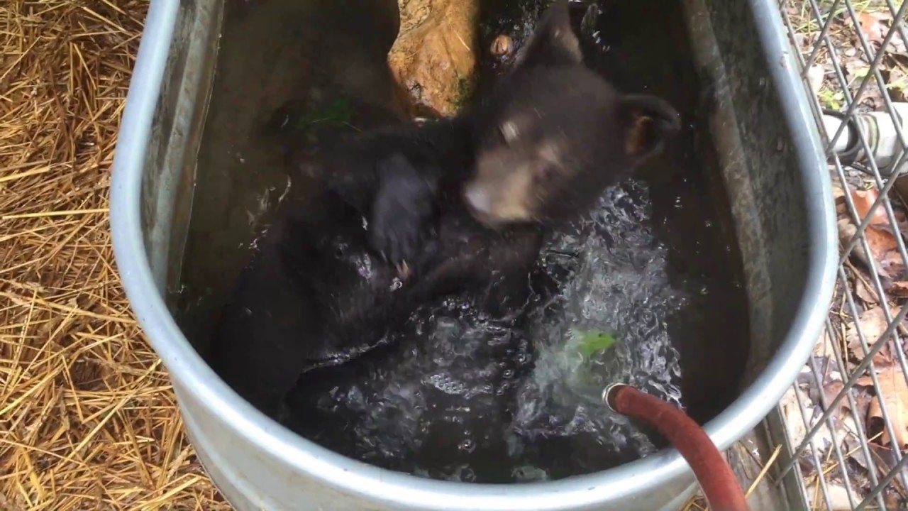 A Cub in a Tub 2018 - YouTube