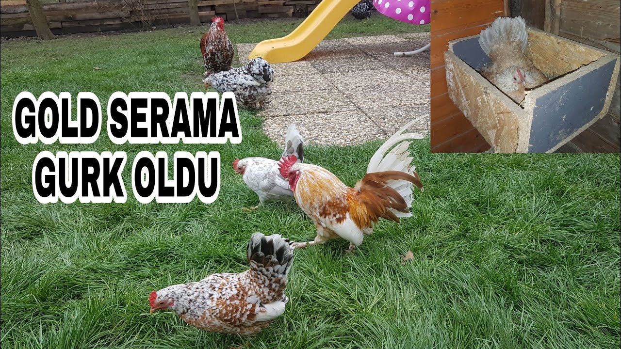 Serama Tavuk Gurk oldu, Zibrit yumurtaya basladi, #CüceCochin #Japonez ...