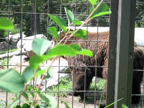 Grizzly Bear grunting about heat - YouTube