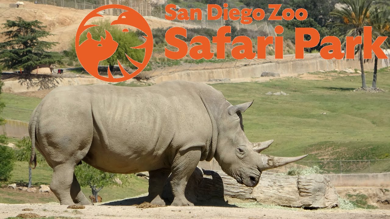 POV Africa Tram Ride at San Diego Zoo Safari Park - YouTube