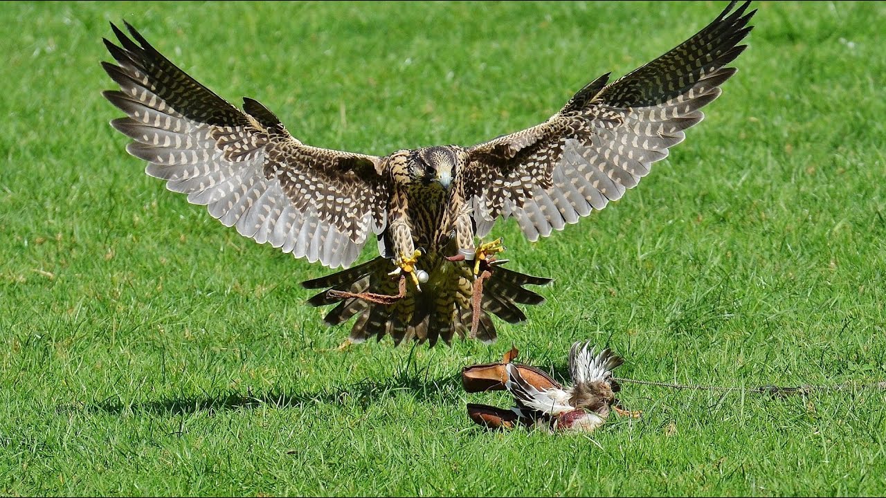 Top 10 Falcon Facts: Unveiling the Secrets of the Sky Hunters - YouTube