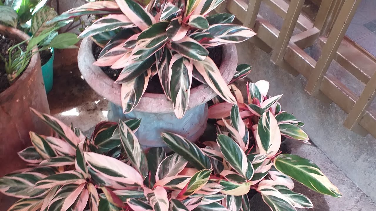 CALATEA TRIOESTAR (3 colores, pluma de indio).eloasisdesonia - YouTube