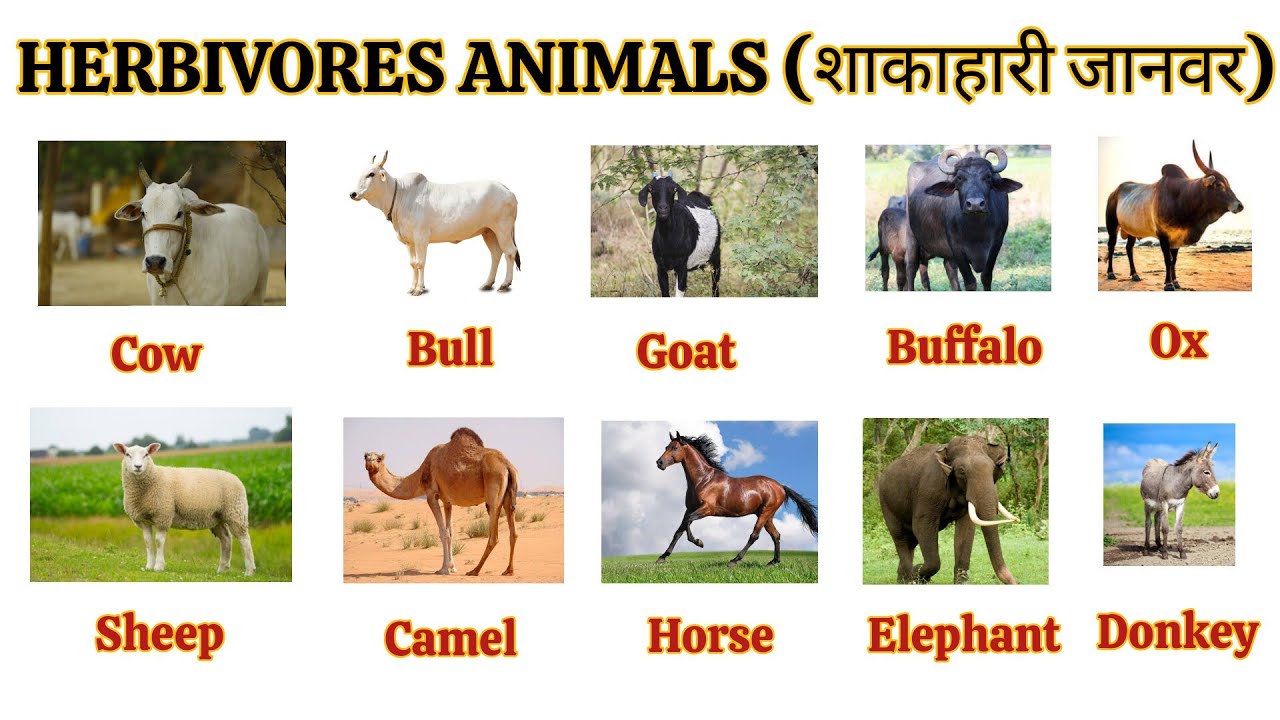 HERBIVORES ANIMALS || Example of HERBIVORES Animals || शाकाहारी जानवर ...