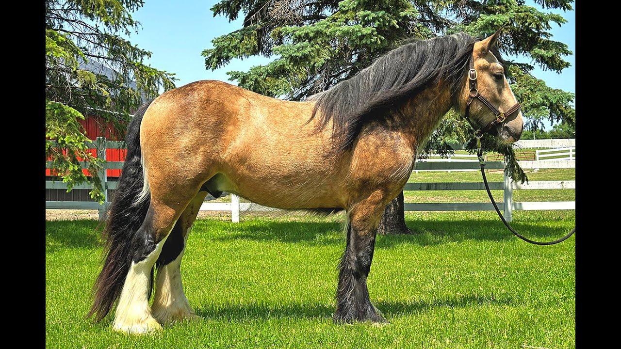 Monte- Quiet, Gorgeous, Buckskin Gypsy Vanner Gelding Rides and Drives ...