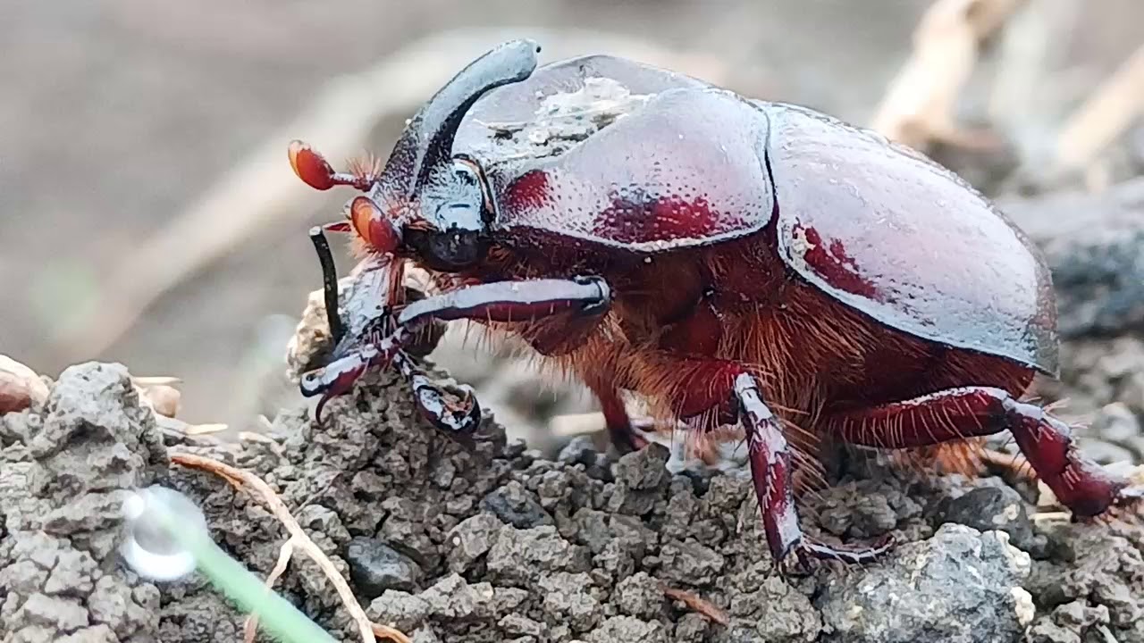 One Horned Beetle, एकशिंगी खापरी किडा, - YouTube