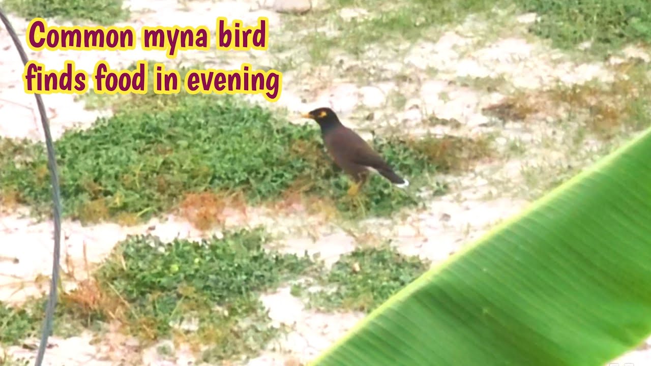 Common myna bird finding food in evening 🐦🐦🐦 #birds #mynah #birdslover ...