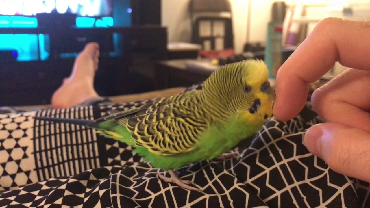 Kiwi Talks Again - 4K video of parakeet/budgie talking for minutes on ...