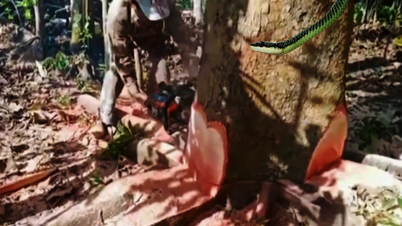 the process of logging wood in a sacred forest - YouTube