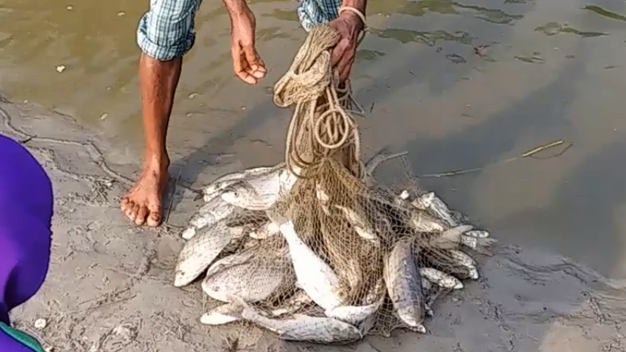 Net Fishing | Catching lot of fish by Cast net | Net fishing in a ...
